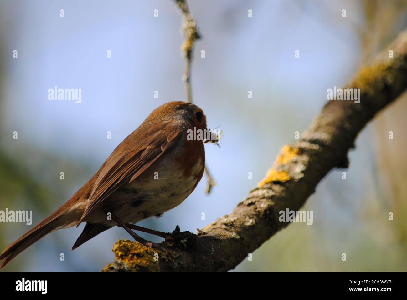 lovly red robin Stock Photo - Alamy