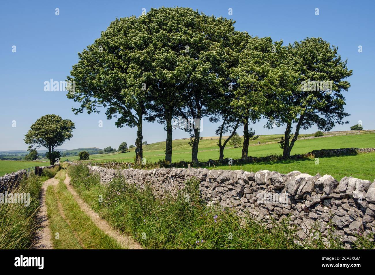 Sycamore trees hi-res stock photography and images - Alamy