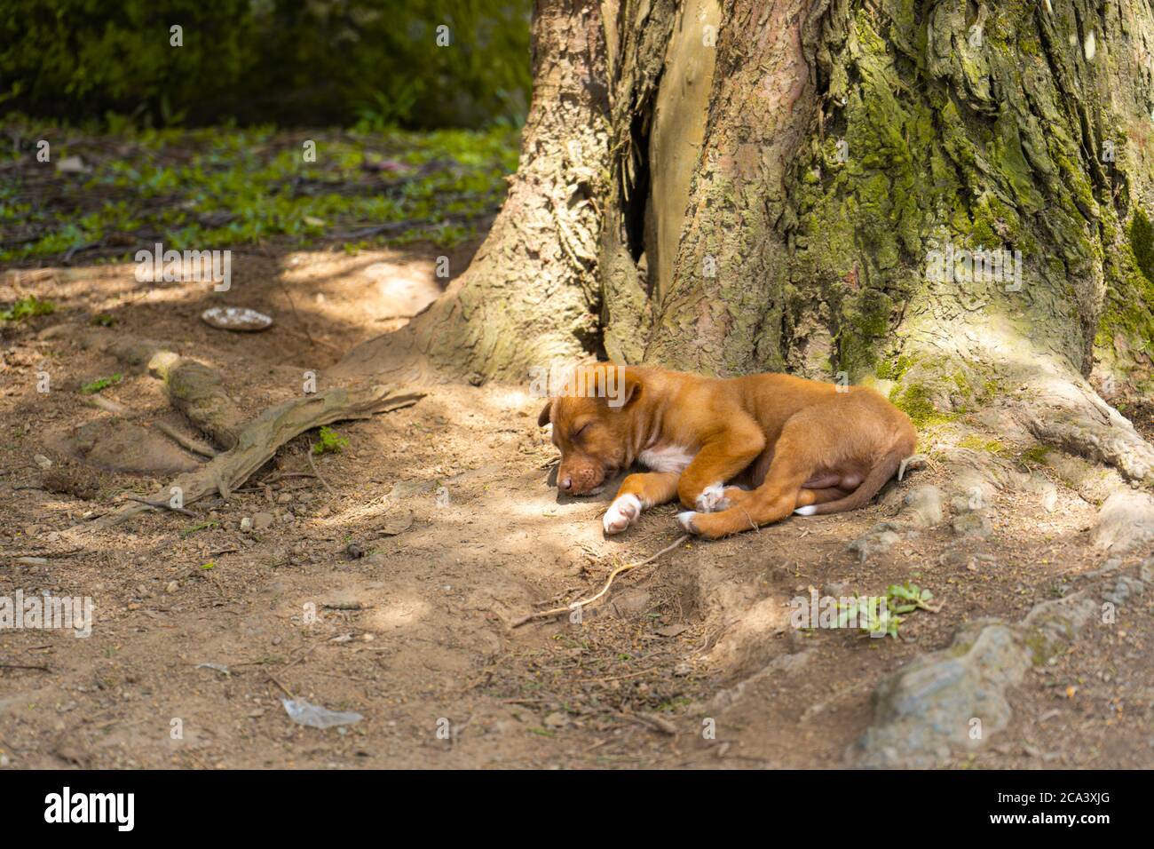 The puppy sleeps on the roots of a tree Stock Photo - Alamy