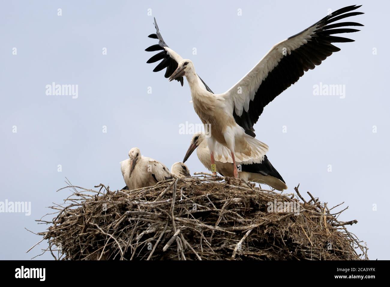 Loburg, Germany. 27th July, 2020. Three young storks of White Stork ...
