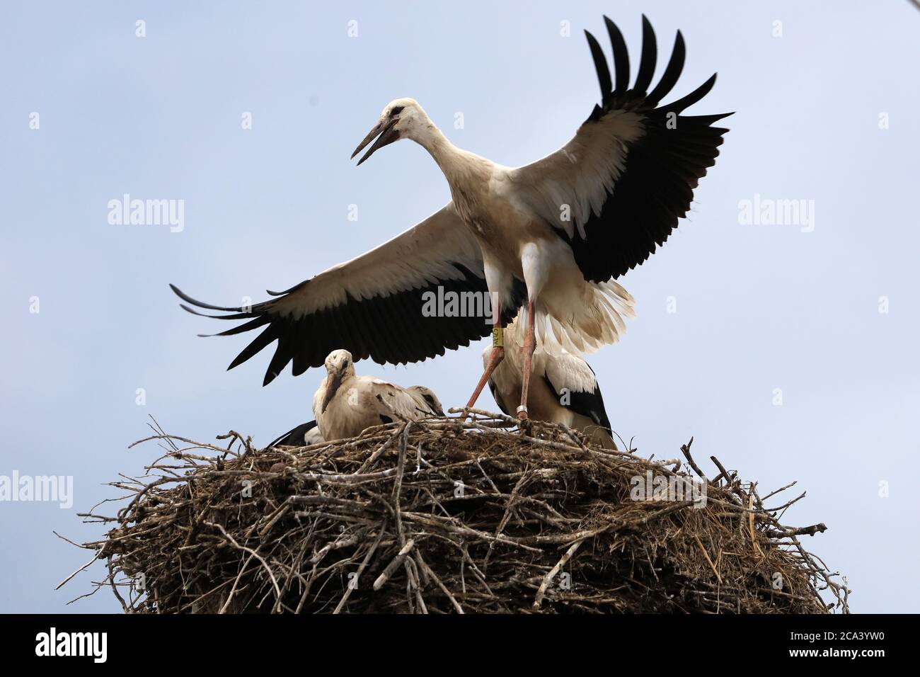 Loburg, Germany. 27th July, 2020. Three young storks of White Stork ...