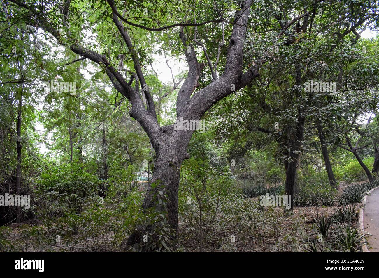Big tree with branches and land with herbs, Big Trees in nature, scenic ...