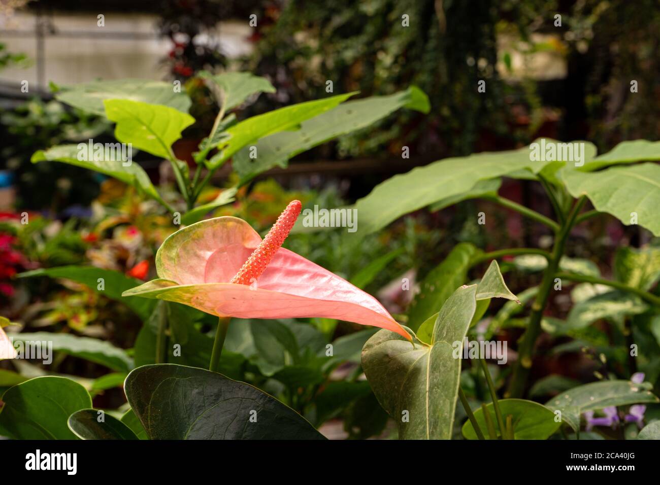 Anthurium tropical exotic flower in green jungle Stock Photo - Alamy