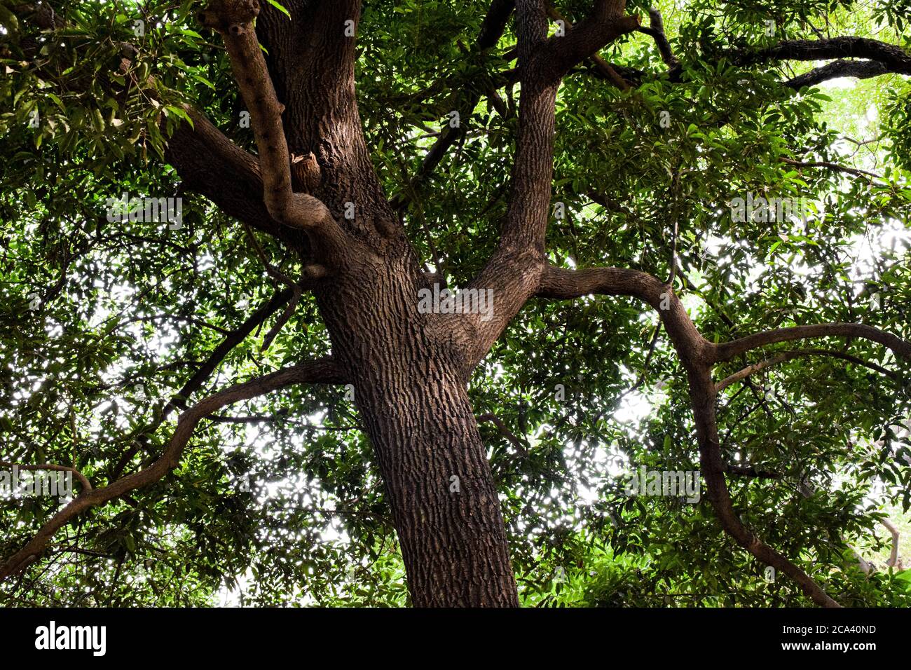 Big tree with branches and land with herbs, Big Trees in nature, scenic ...