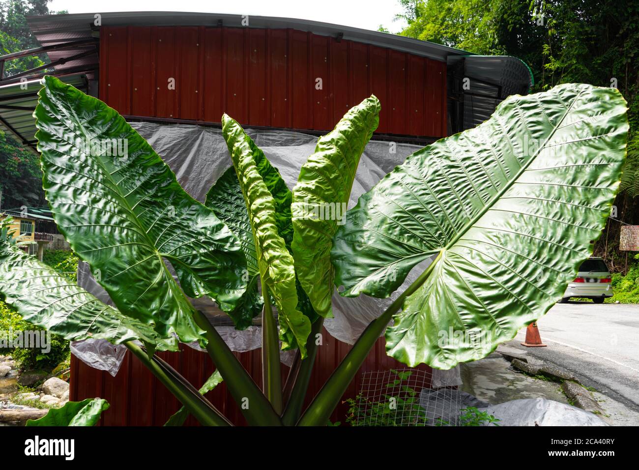 Taro is a popular tuberous plant in Southeast Asia and other tropical ...