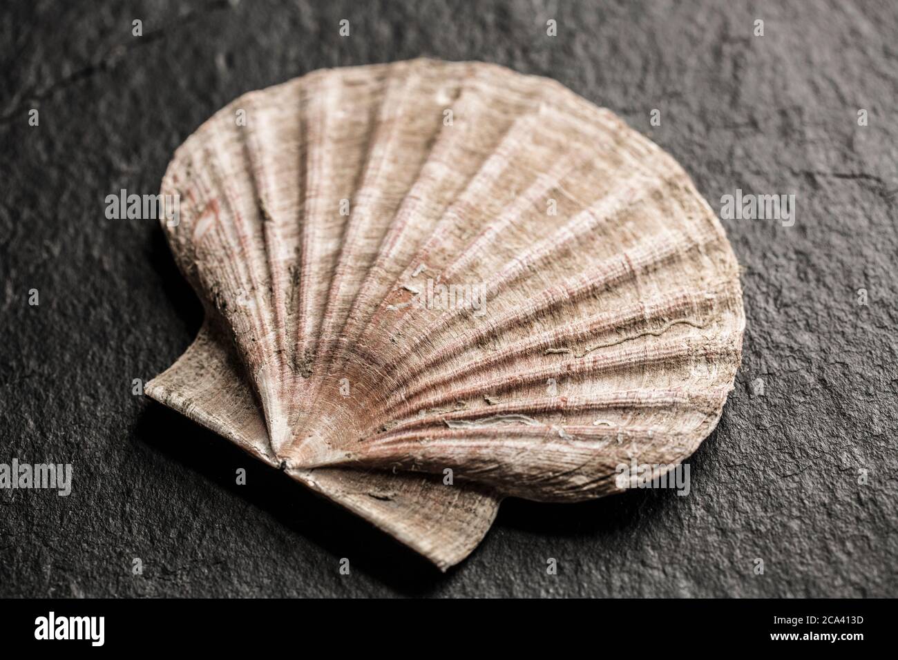 An example of the shell of a king scallop, Pecten maximus, photographed ...