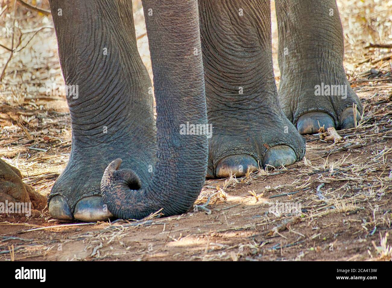 Sri Lankan Elephant Trunk and Legs, Elephas maximus maximus, Udawalawe ...