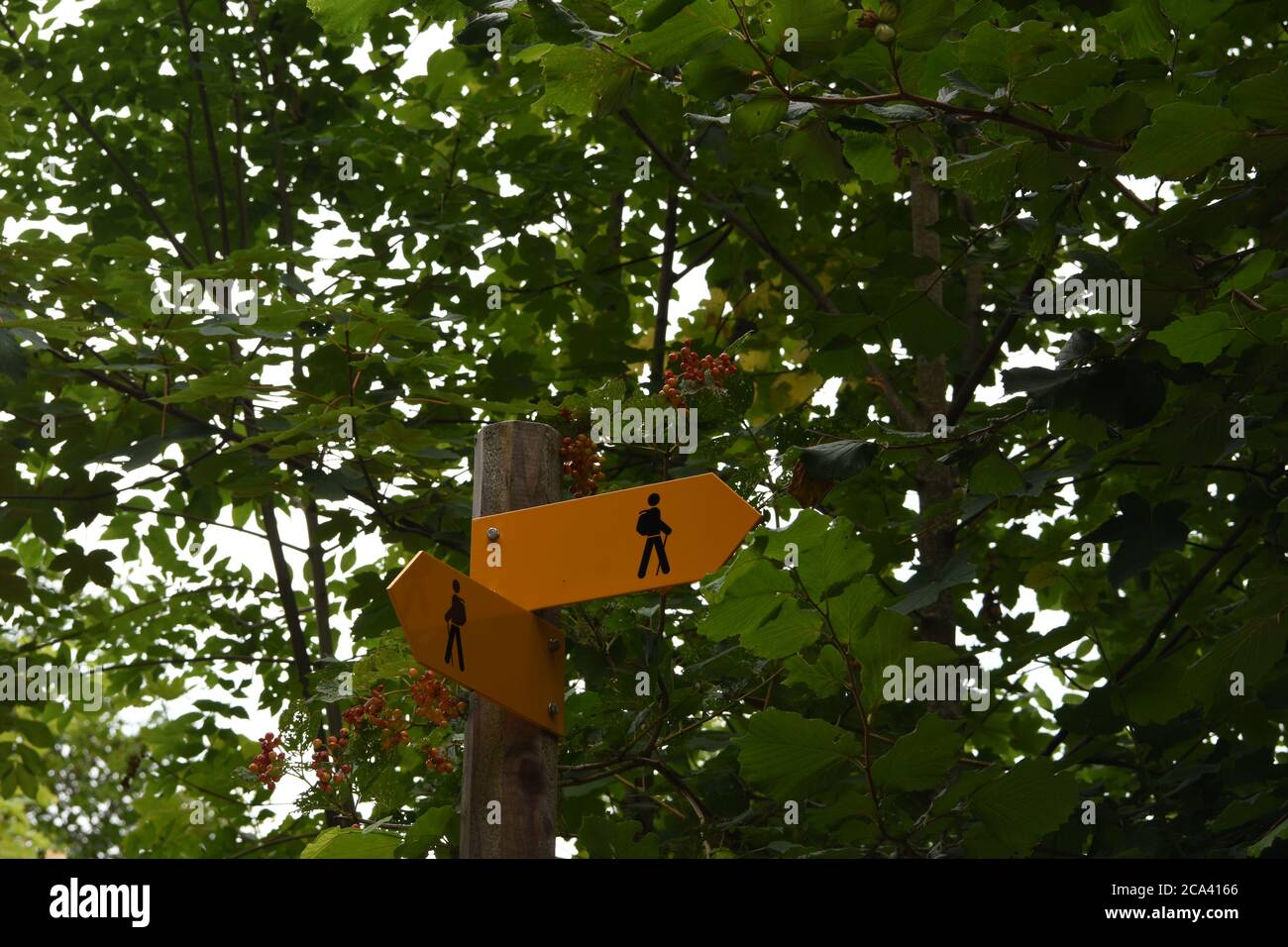 Yellow tourist hiking trail sign surrounded by leaves and red berries ...