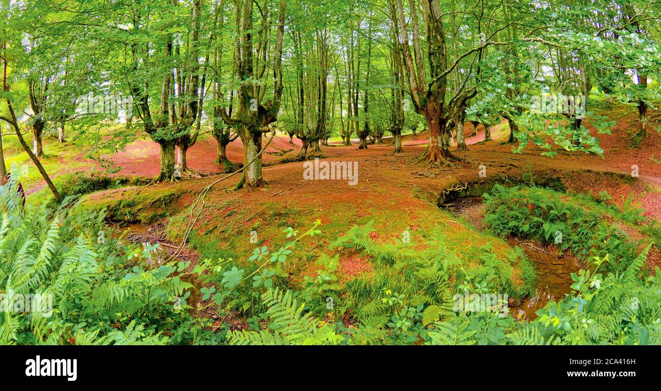 Otzarreta Beech Forest, Gorbeia Natural Park, Bizkaia, Basque Country ...