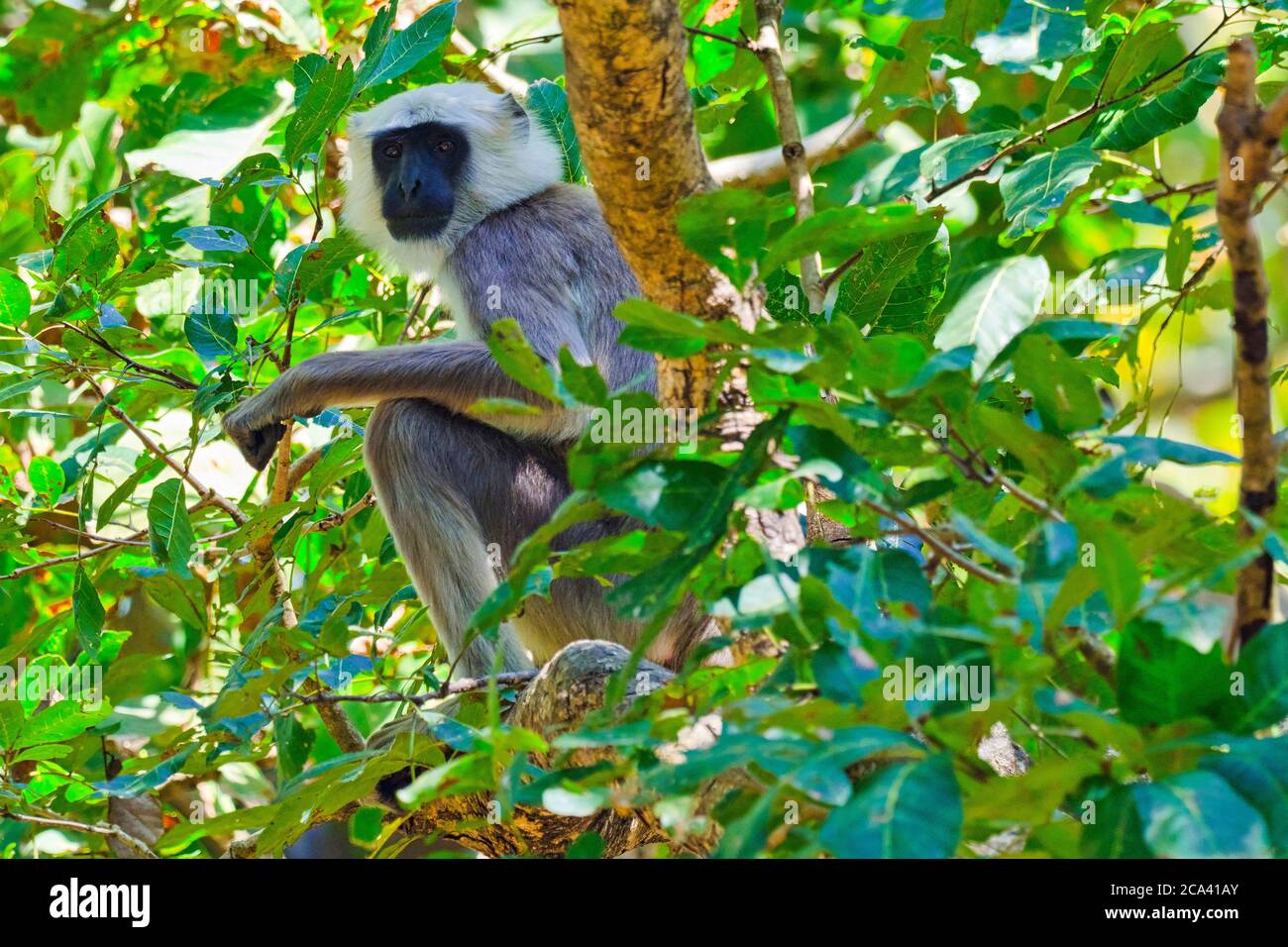 Tarai Gray Langur, Semnopithecus hector, Cercopithecidae, Royal Bardia ...