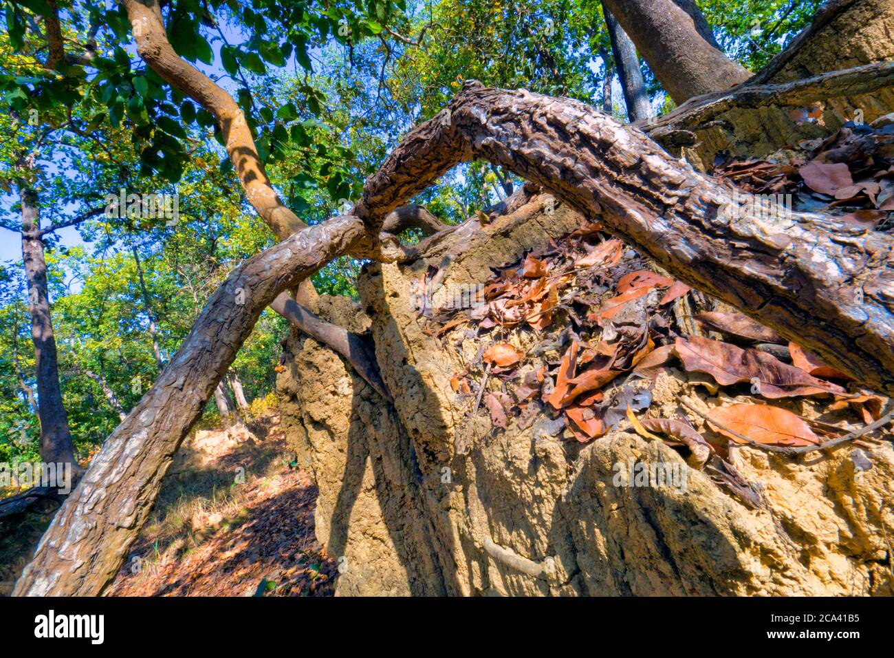 Sal Forest, Royal Bardia National Park, Bardiya National Park, Nepal ...