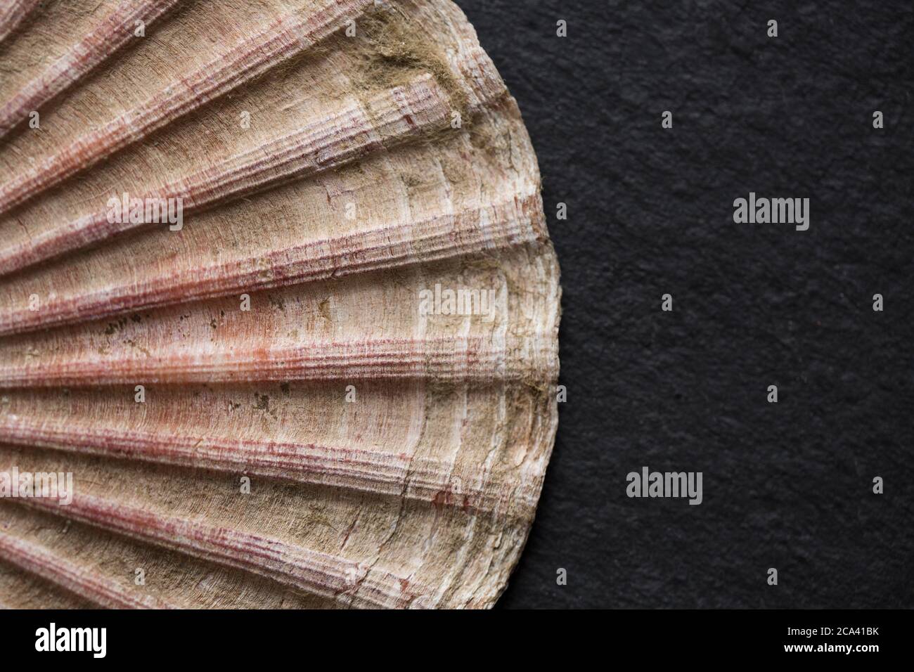 Scallop shells close up hi-res stock photography and images - Alamy