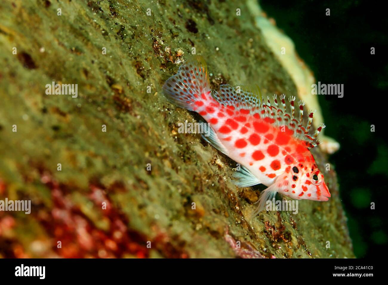 Reef Fish, Galapagos Islands, Galapagos National Park, UNESCO World ...