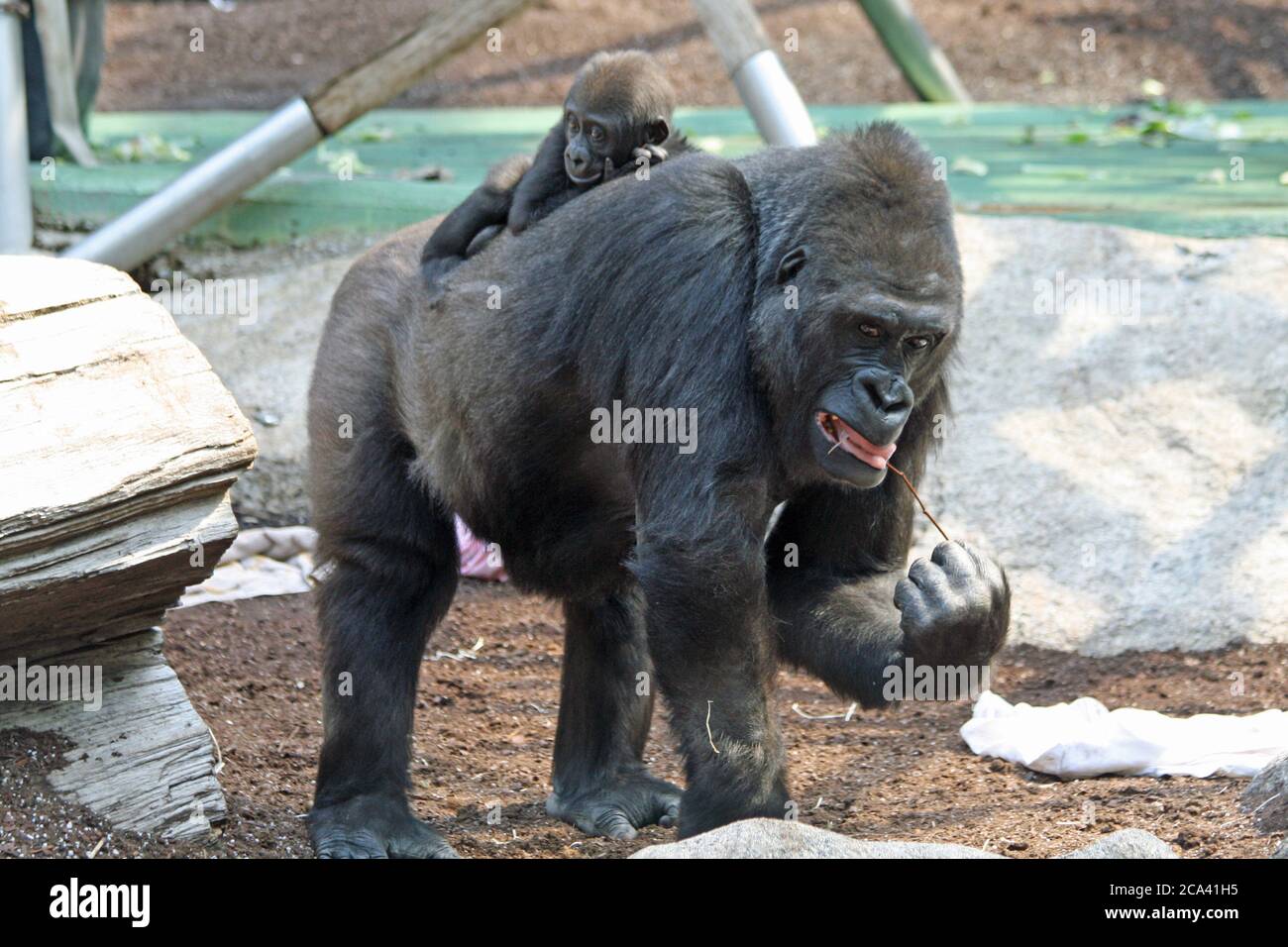 Menschenaffe hi-res stock photography and images - Alamy