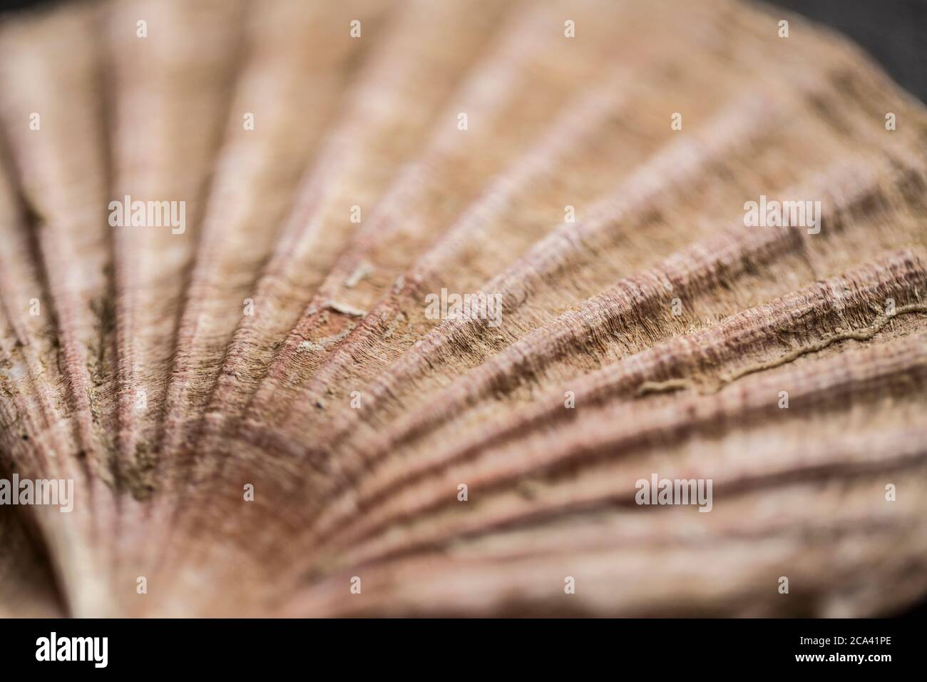 Detail of the shell of a king scallop, Pecten maximus, photographed on ...