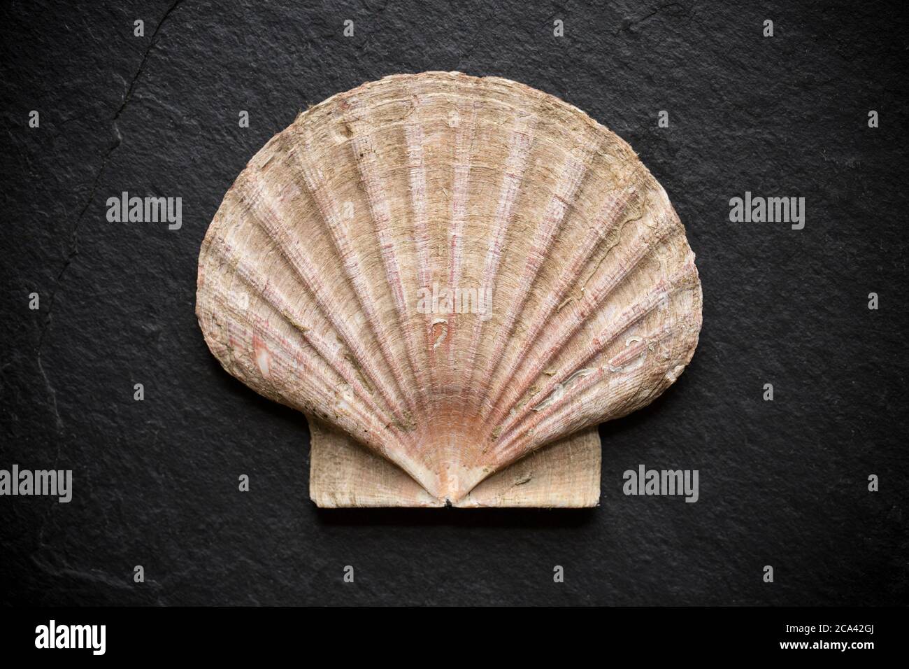 An example of the shell of a king scallop, Pecten maximus, photographed ...