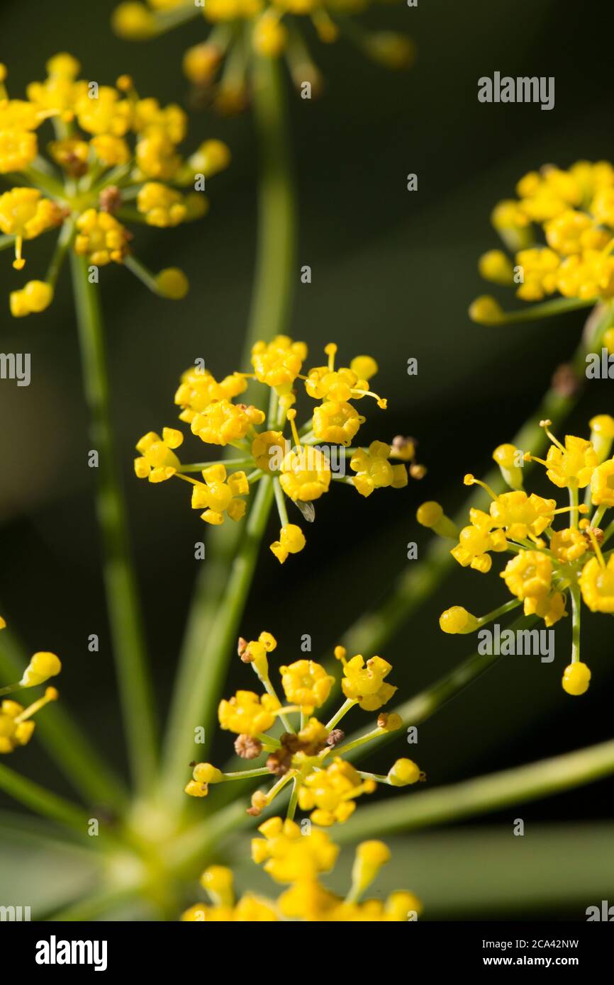 Flowering fennel, Foeniculum vulgare, growing wild by the side of a ...