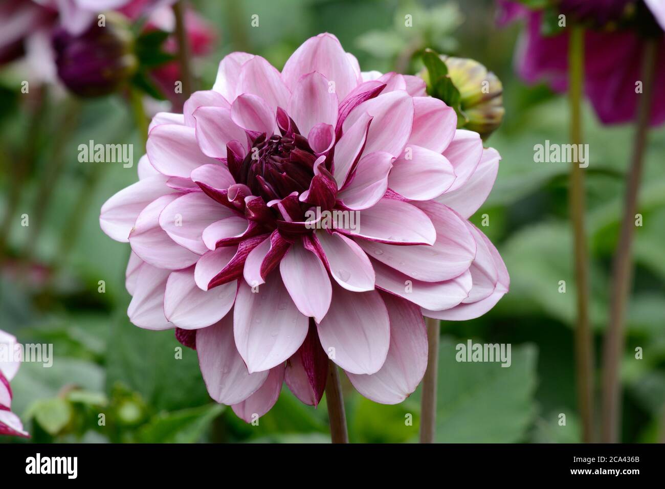 Dahlia Creme Cassis Dahlia Creme de Cassis flower bloom Stock Photo - Alamy