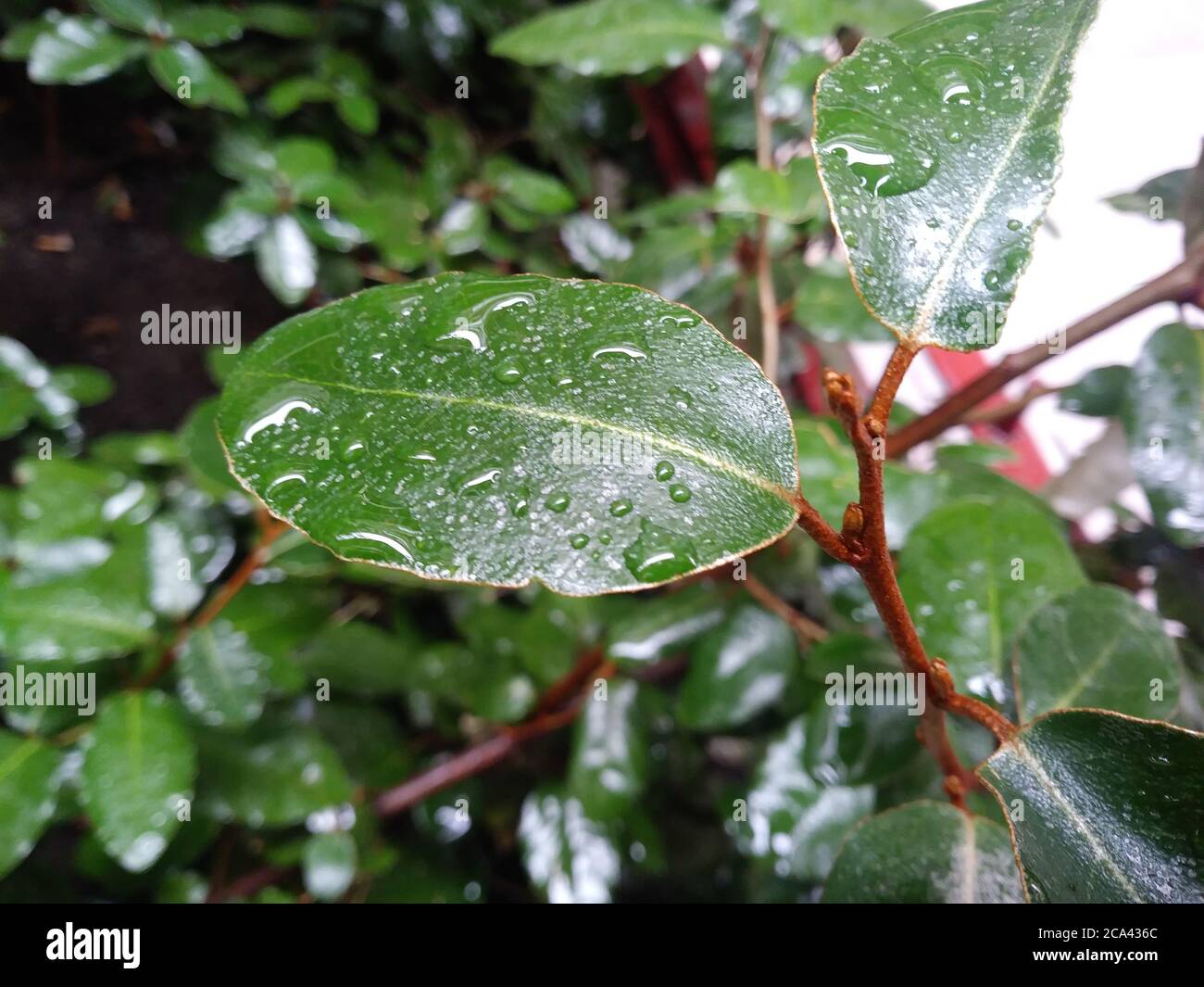 The rain water resting on the leaves of the trees in Madrid Stock Photo ...