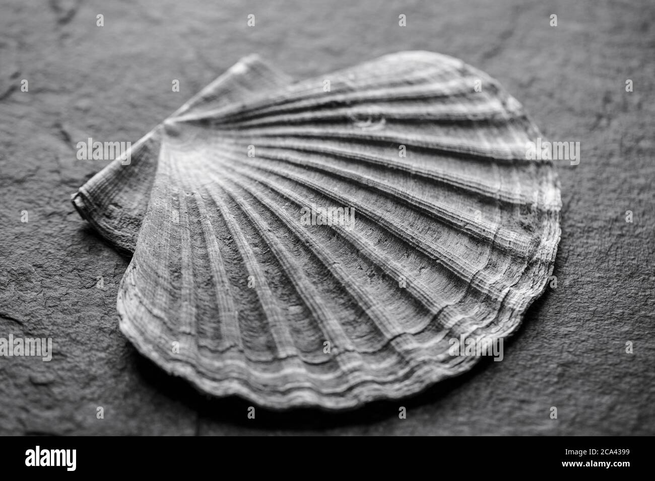 Scallop shell black background hi-res stock photography and images - Alamy