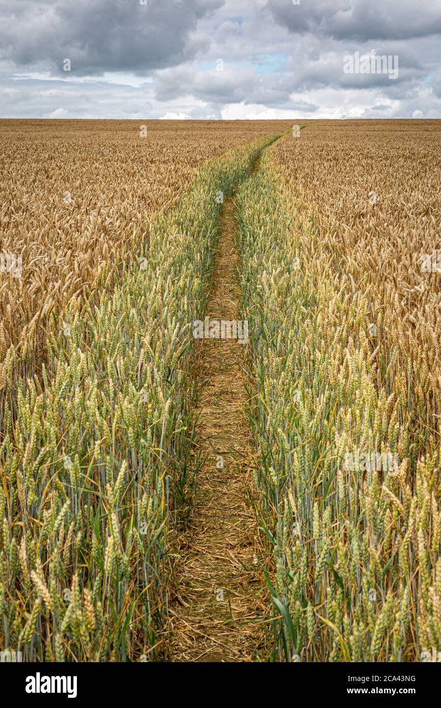 A pathway through a field of cereal crops in Sussex Stock Photo - Alamy