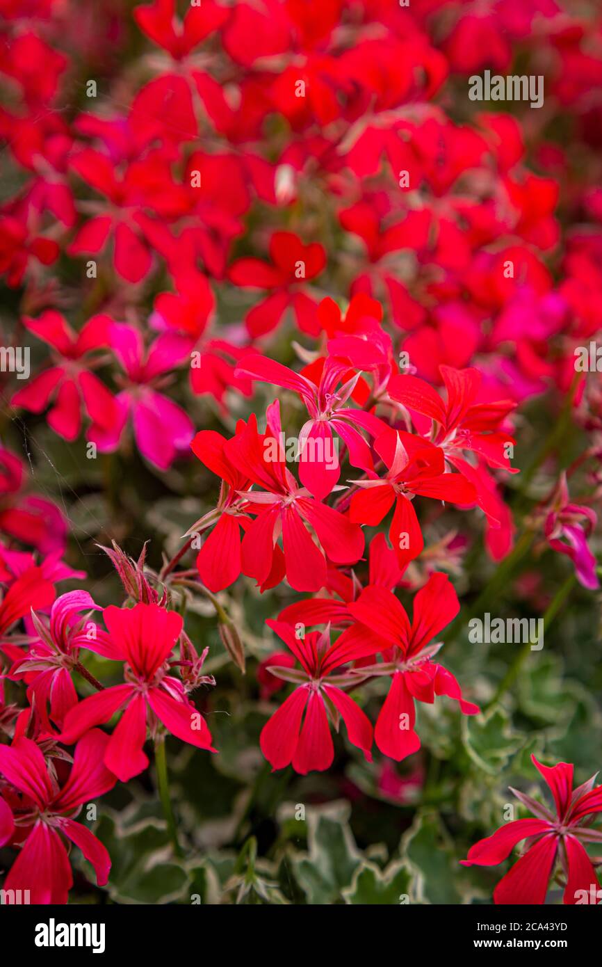 A full frame photograph of red trailing geraniums, with a shallow depth ...