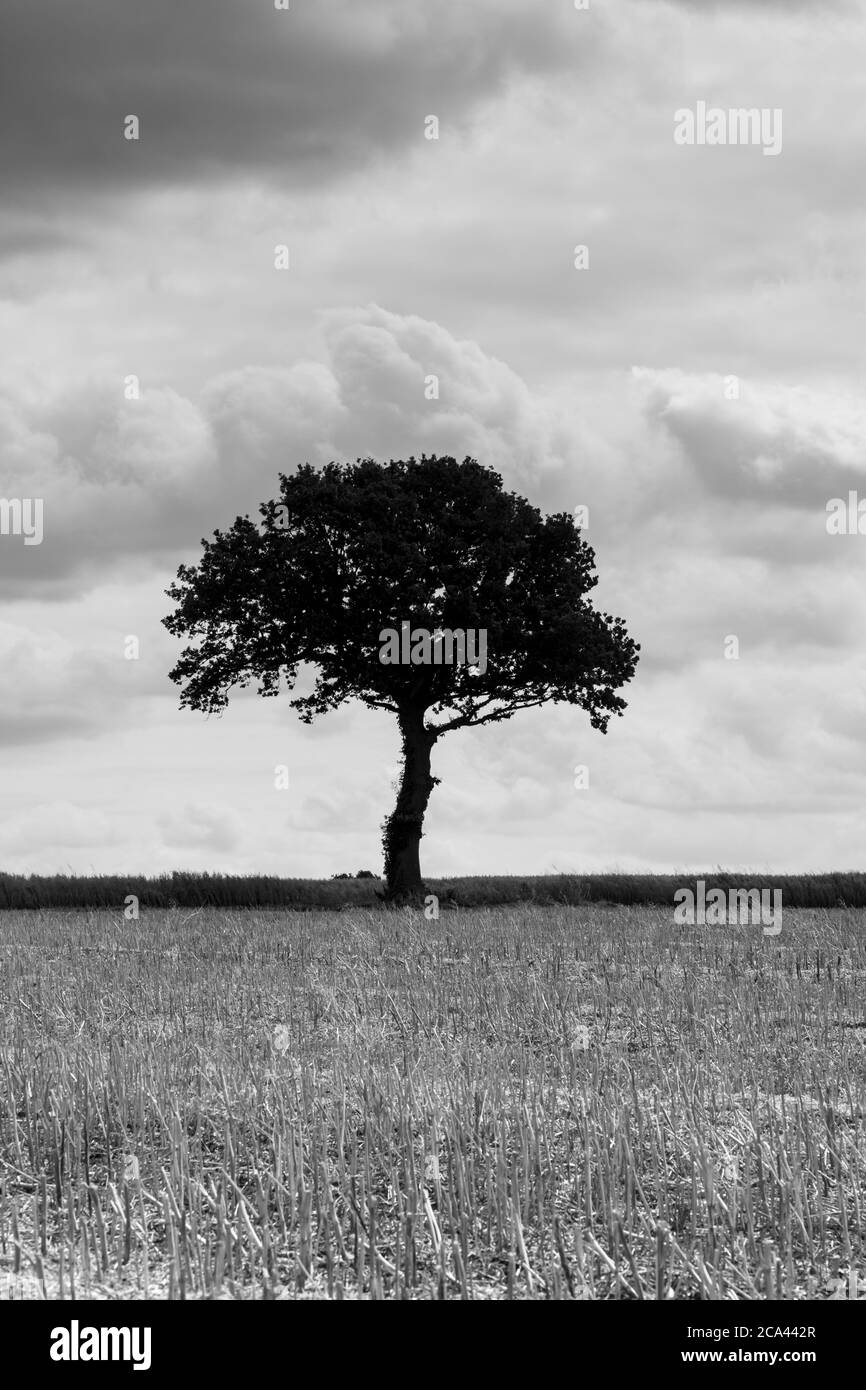 Suffolk landscape tree black and white hi-res stock photography and ...