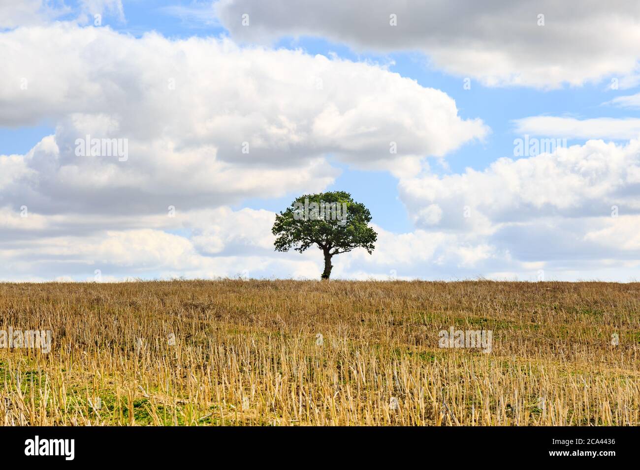 Suffolk landscape tree hi-res stock photography and images - Alamy