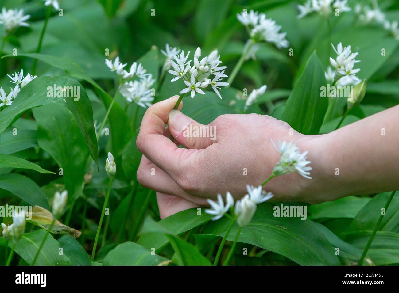 Hand picking wildflowers hi-res stock photography and images - Alamy