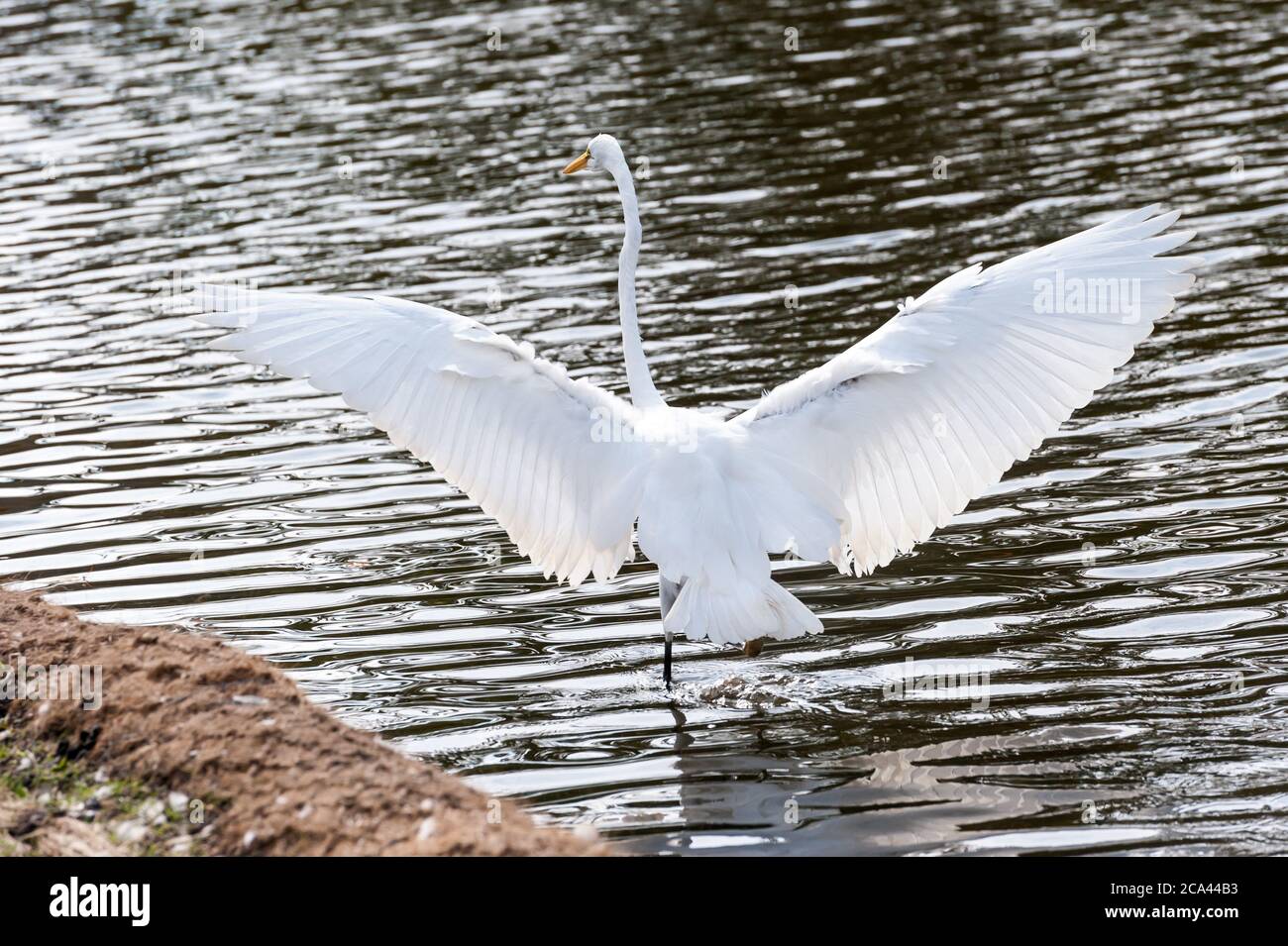 Great White Egret standing in water and spreading out it's wings Stock Photo - Alamy