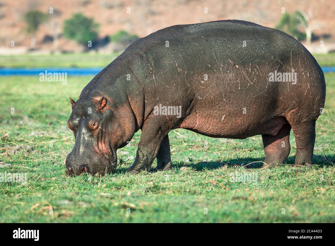 Hippo grazing at river bank Stock Photo - Alamy