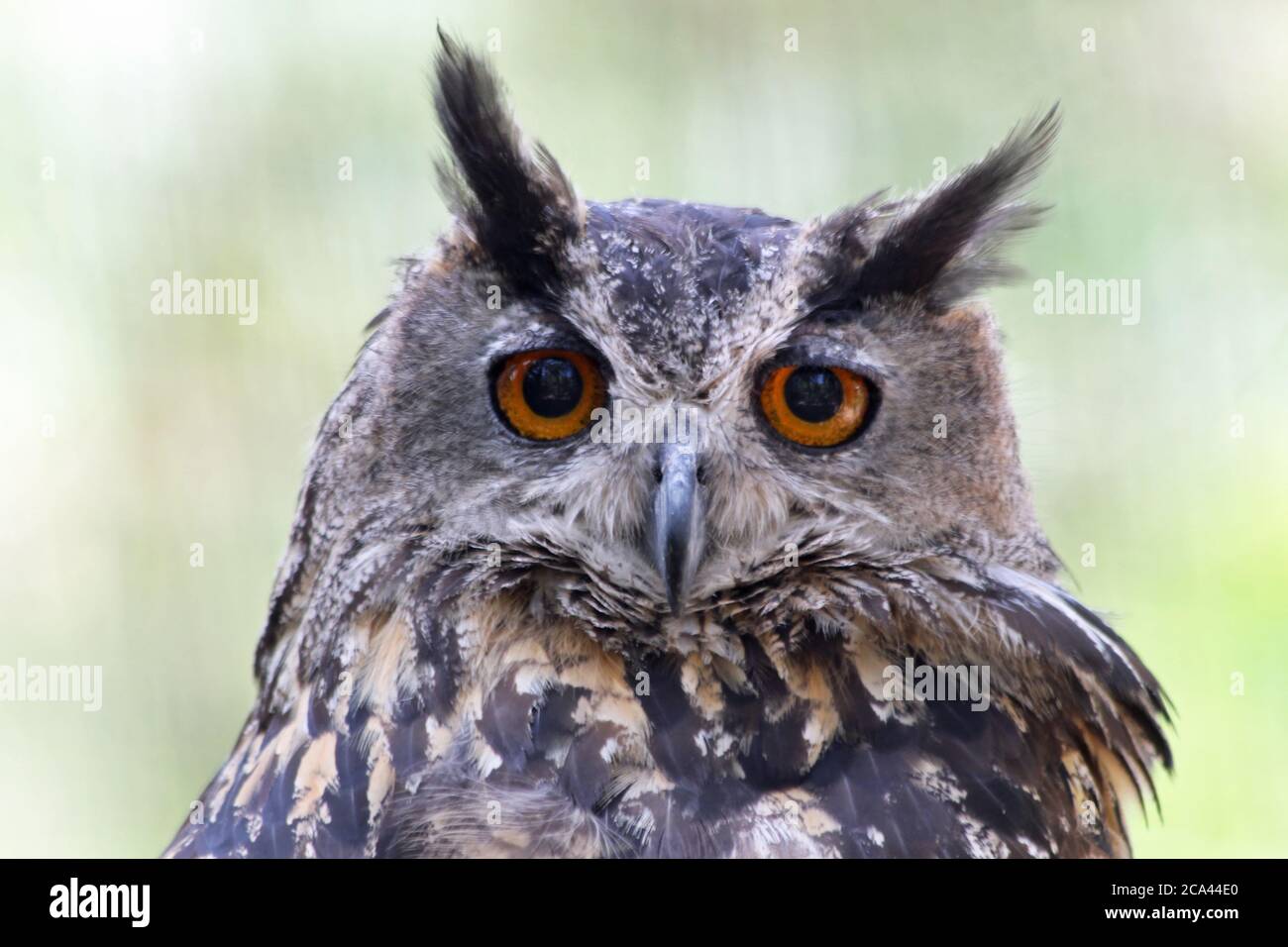 Uhu eule hi-res stock photography and images - Alamy