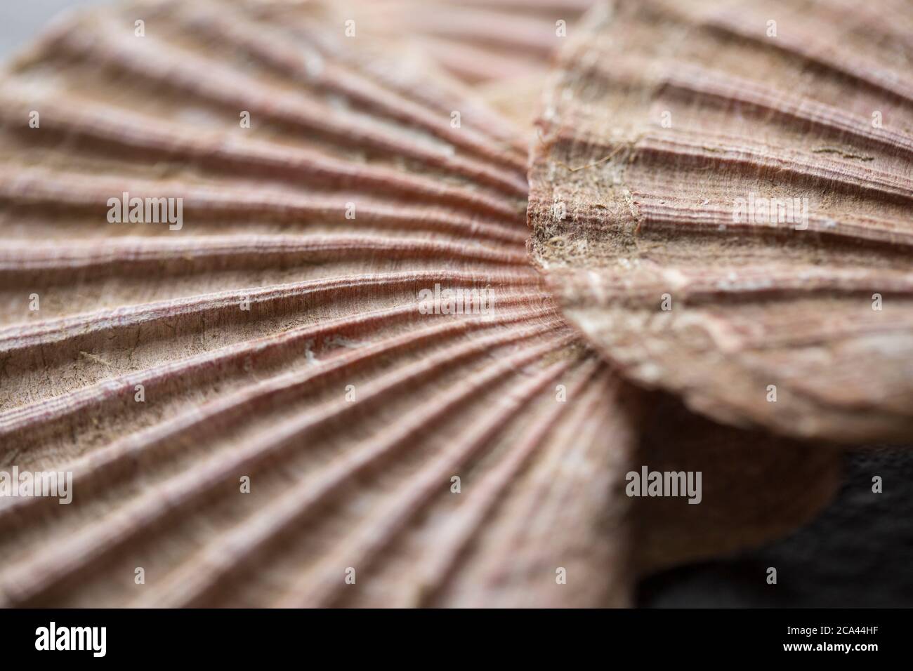 Examples of the shells of king scallops, Pecten maximus, photographed ...