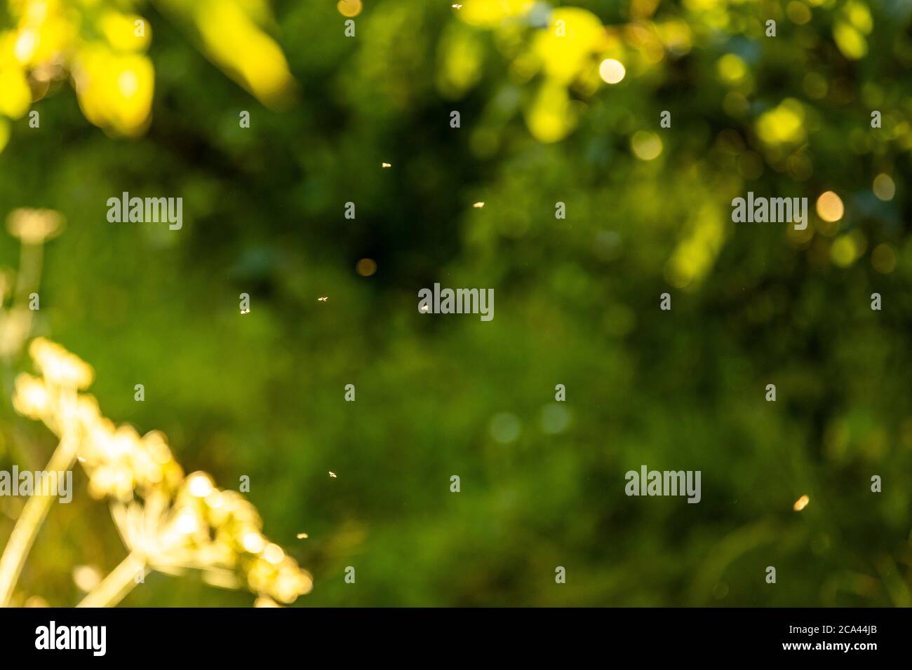 Midges dancing in late afternoon sunshine. Heracleum sphondylium ...