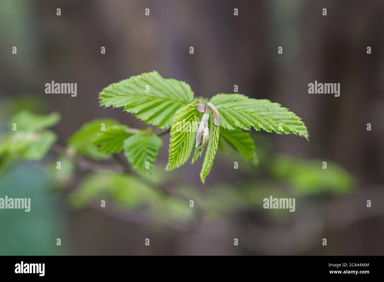 New growth on a tree in springtime, with a shallow depth of field Stock ...