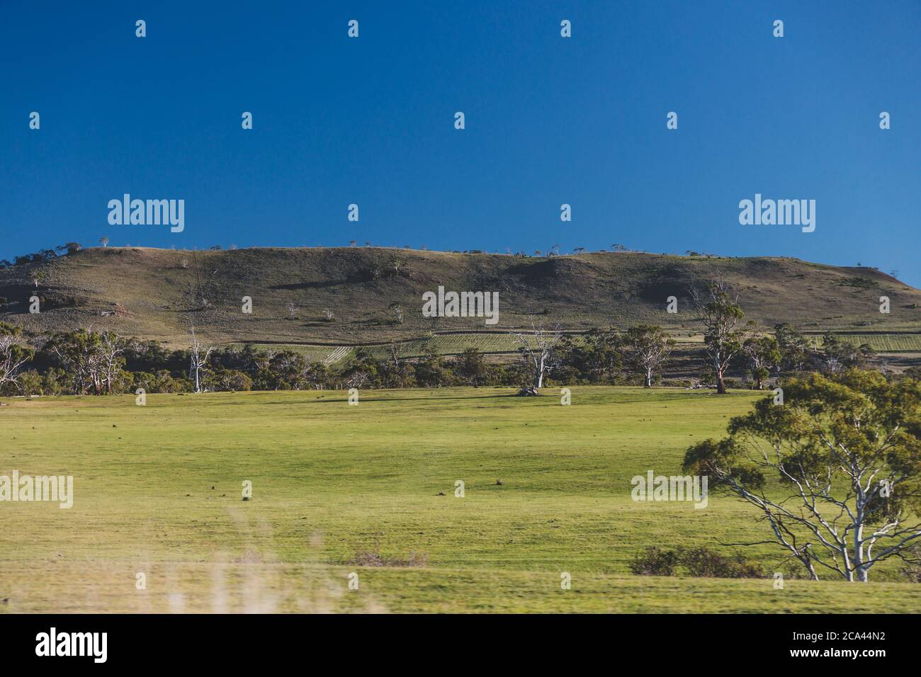 beautiful countryside landscape in Tasmania with green hills and gum ...