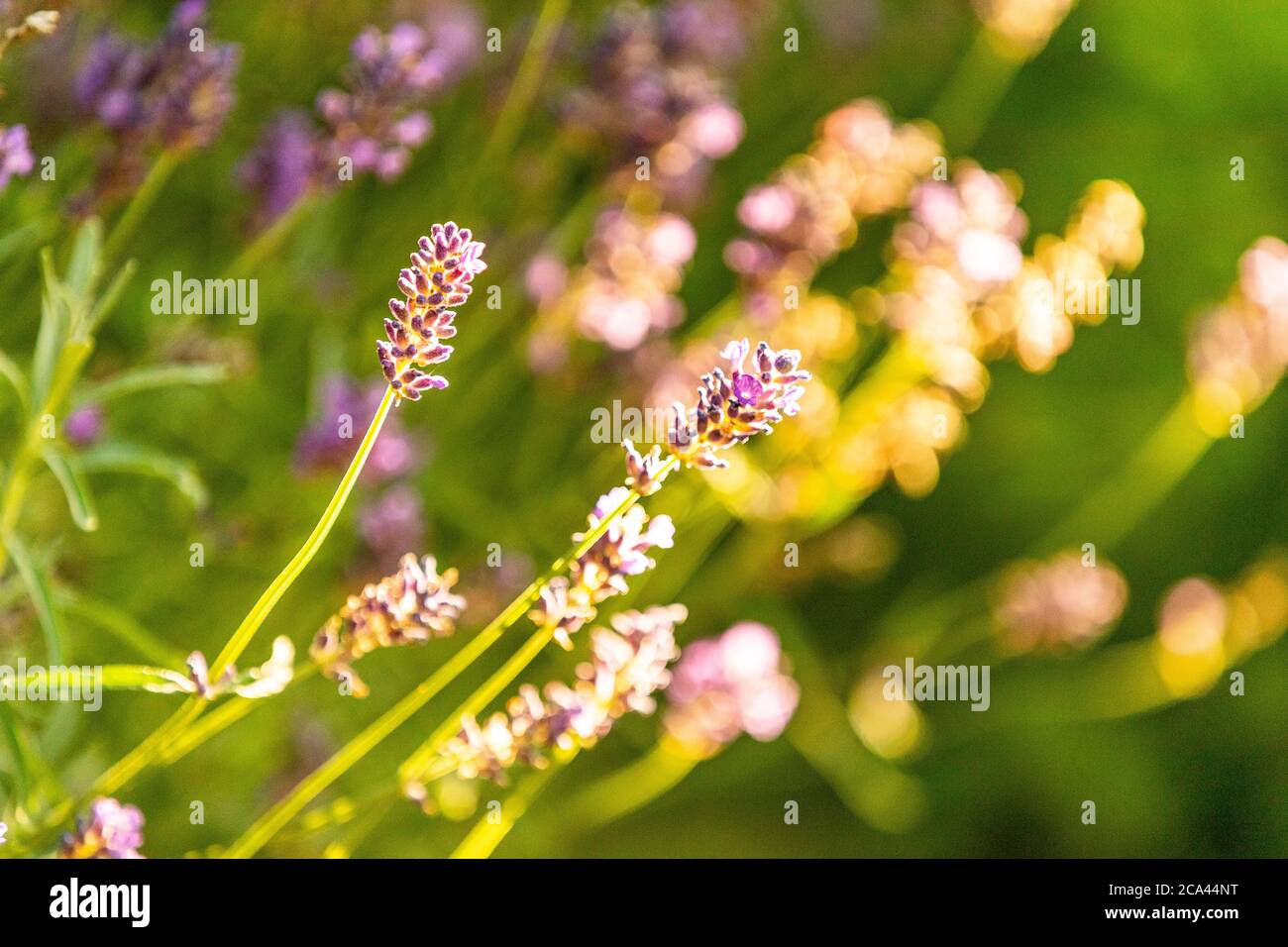 Lavender. Rose Cottage Garden Stock Photo - Alamy