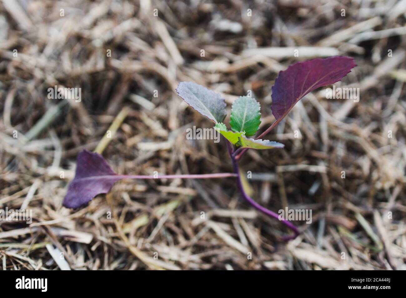 cabbage plant outdoor in sunny vegetable garden shot at shallow depth ...