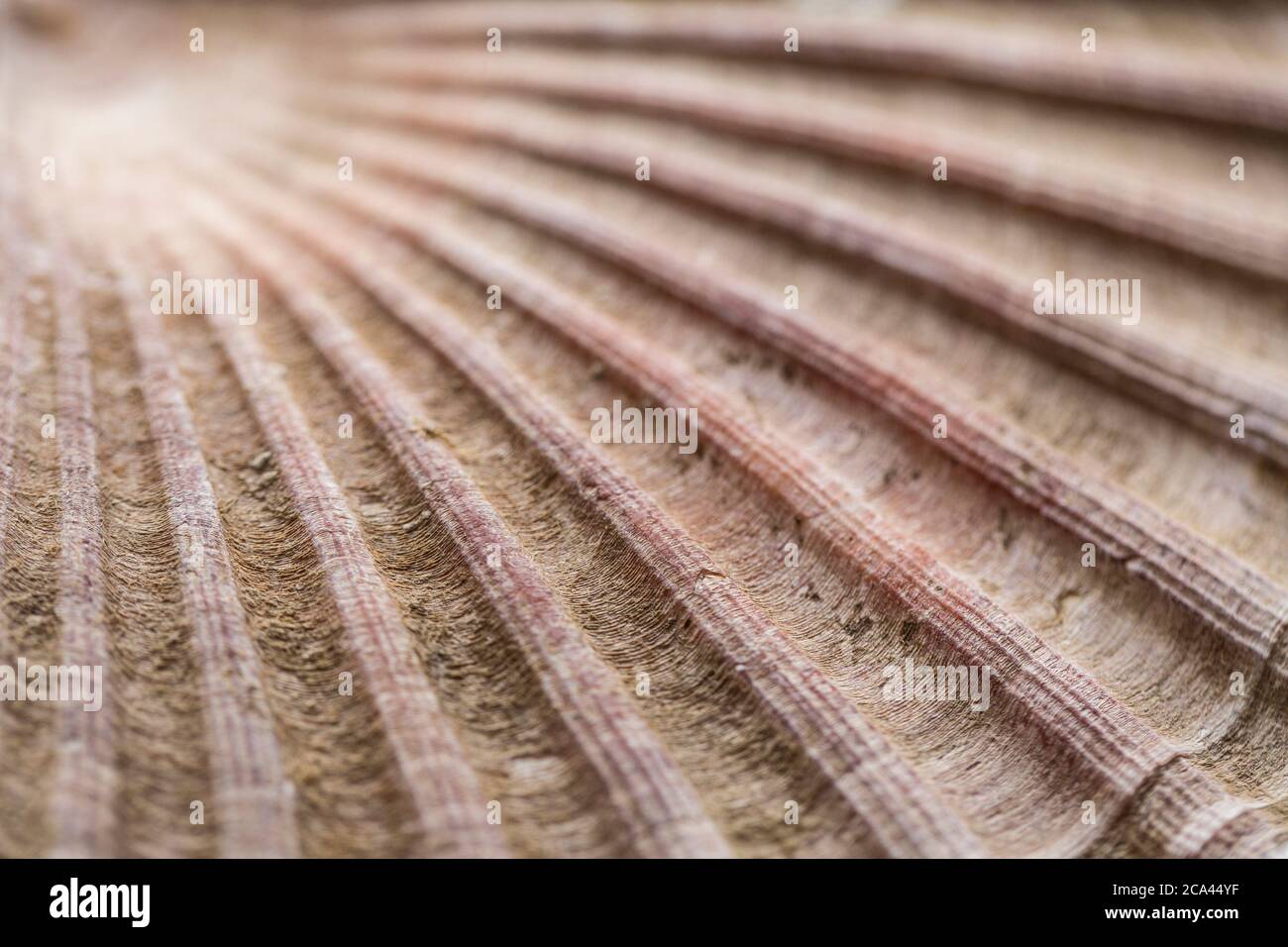 Detail of the shell of a king scallop, Pecten maximus, photographed on ...