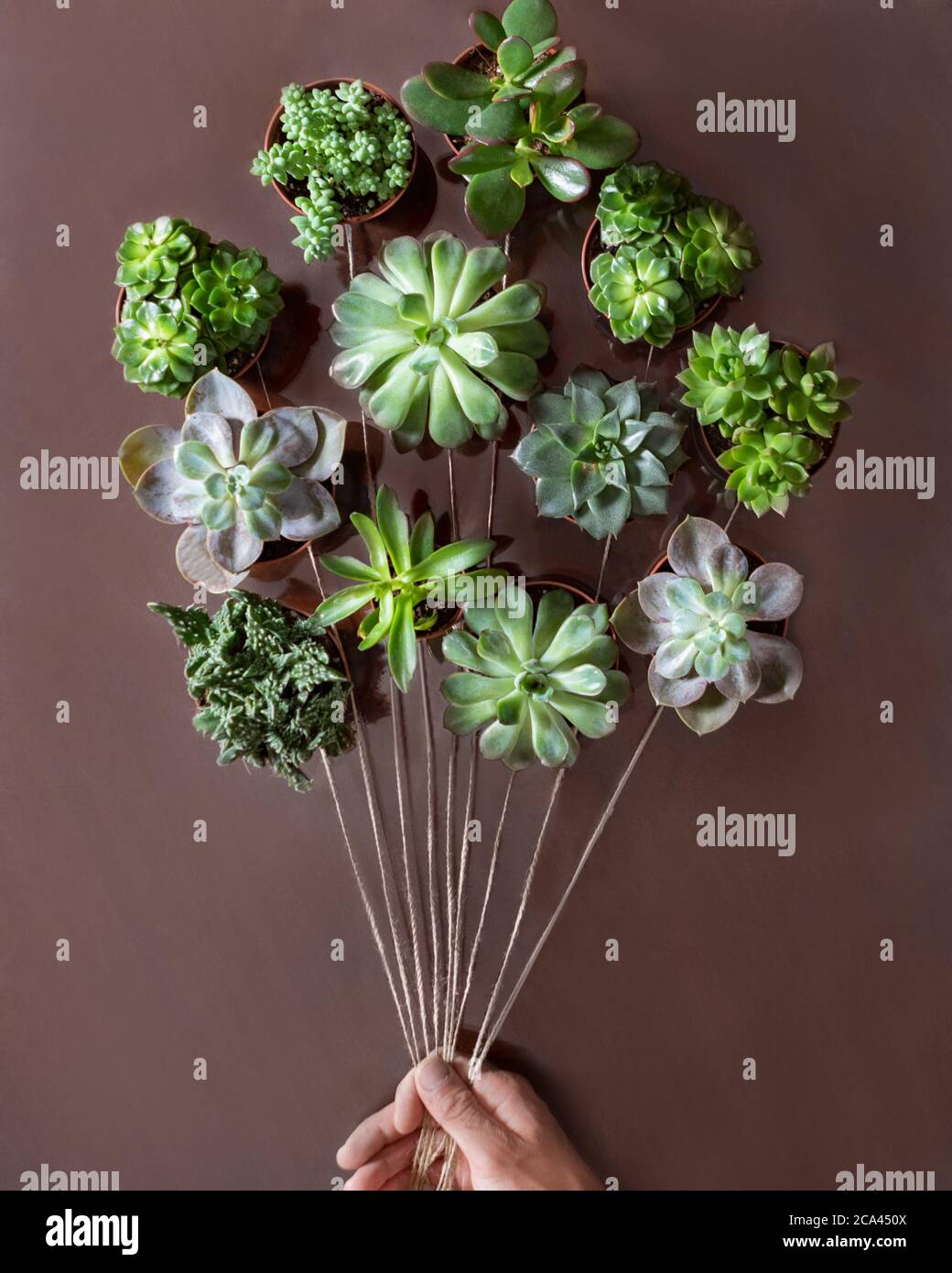 Creative Succulent plants from above like a balloon Stock Photo - Alamy