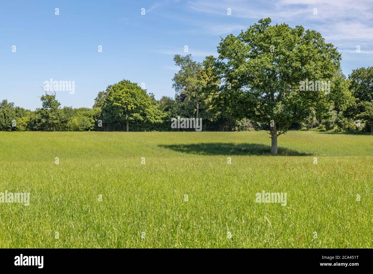 Tree in a grassy field hi-res stock photography and images - Alamy