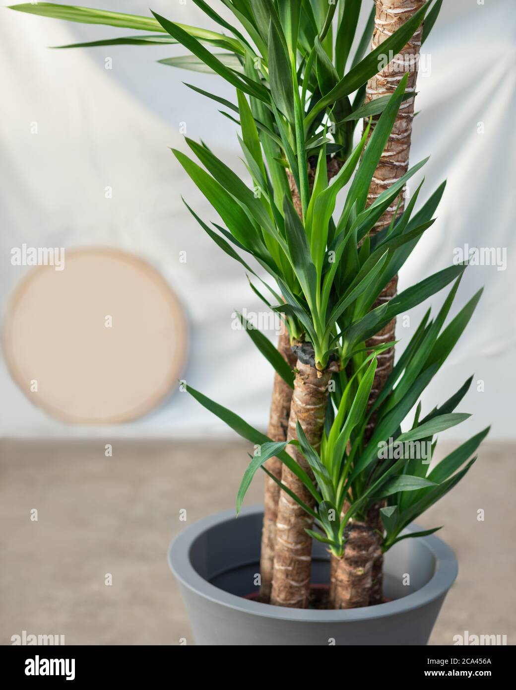 Yucca Asparagaceae Agavoideae plant close Stock Photo - Alamy