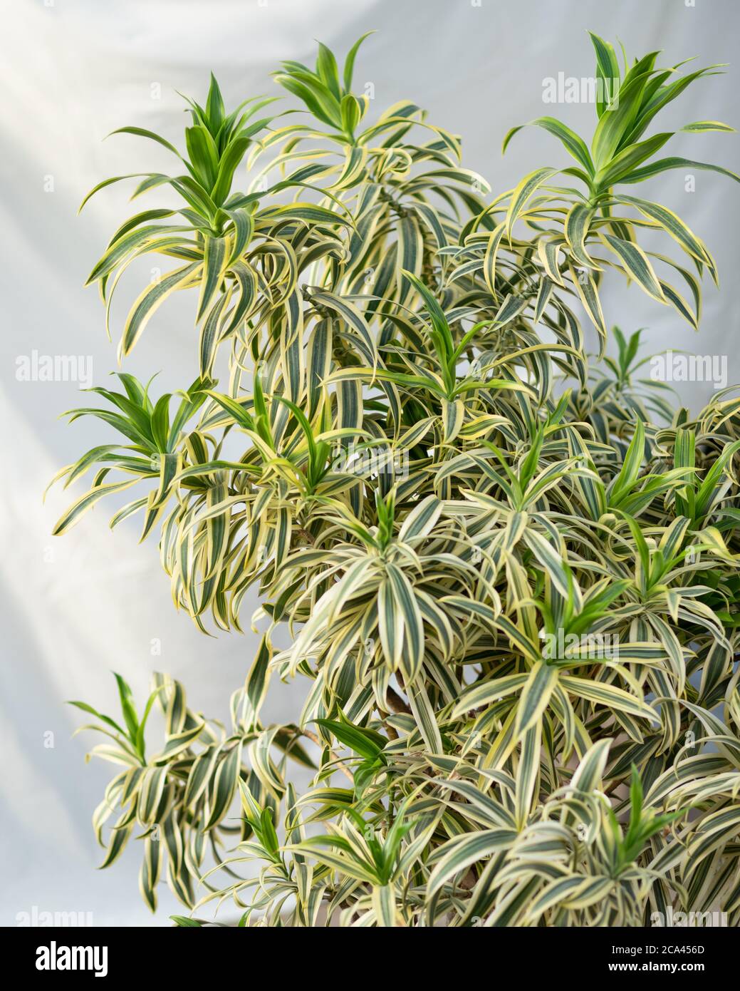 Big size houseplant leave close view Stock Photo - Alamy