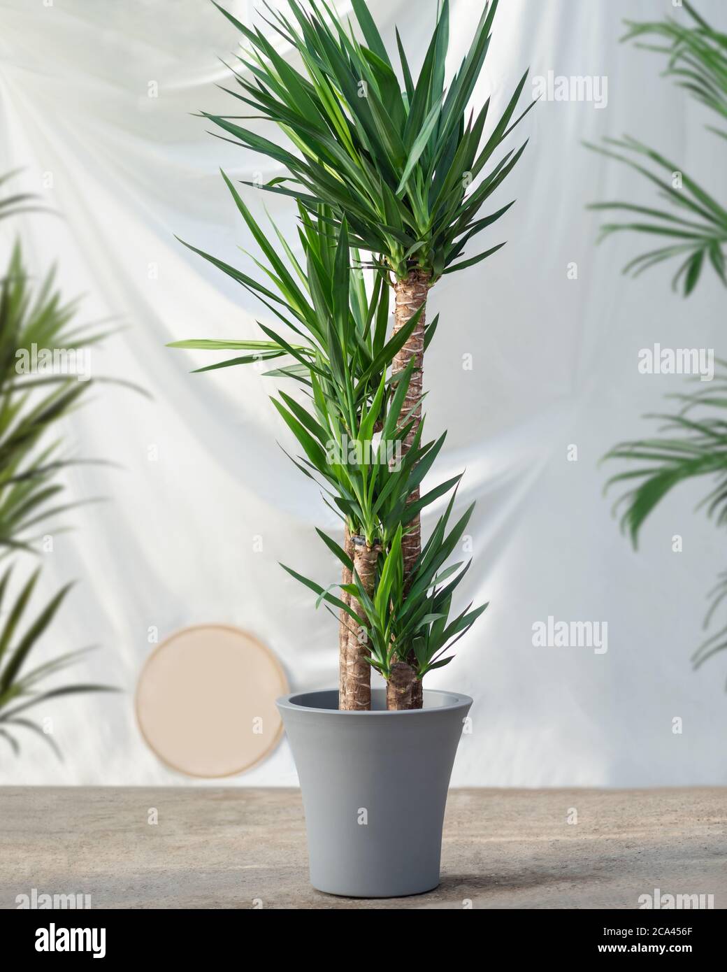 Yucca Asparagaceae Agavoideae plant in gray pot Stock Photo - Alamy
