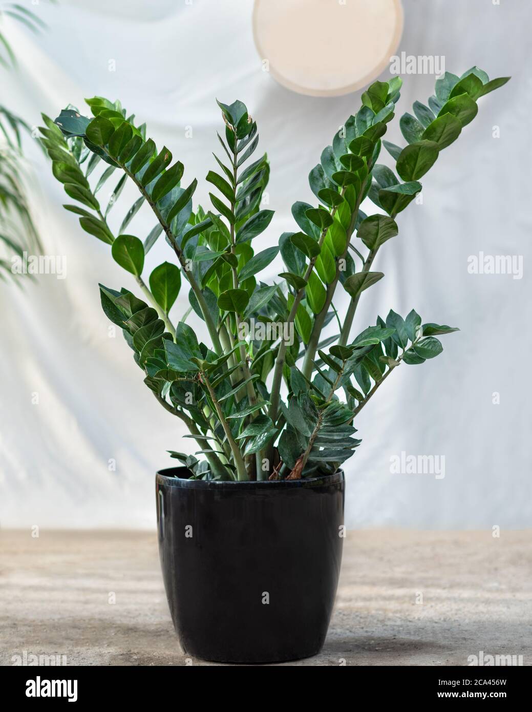 Zanzibar Gem Zamioculcas Araceae plant in black pot Stock Photo - Alamy