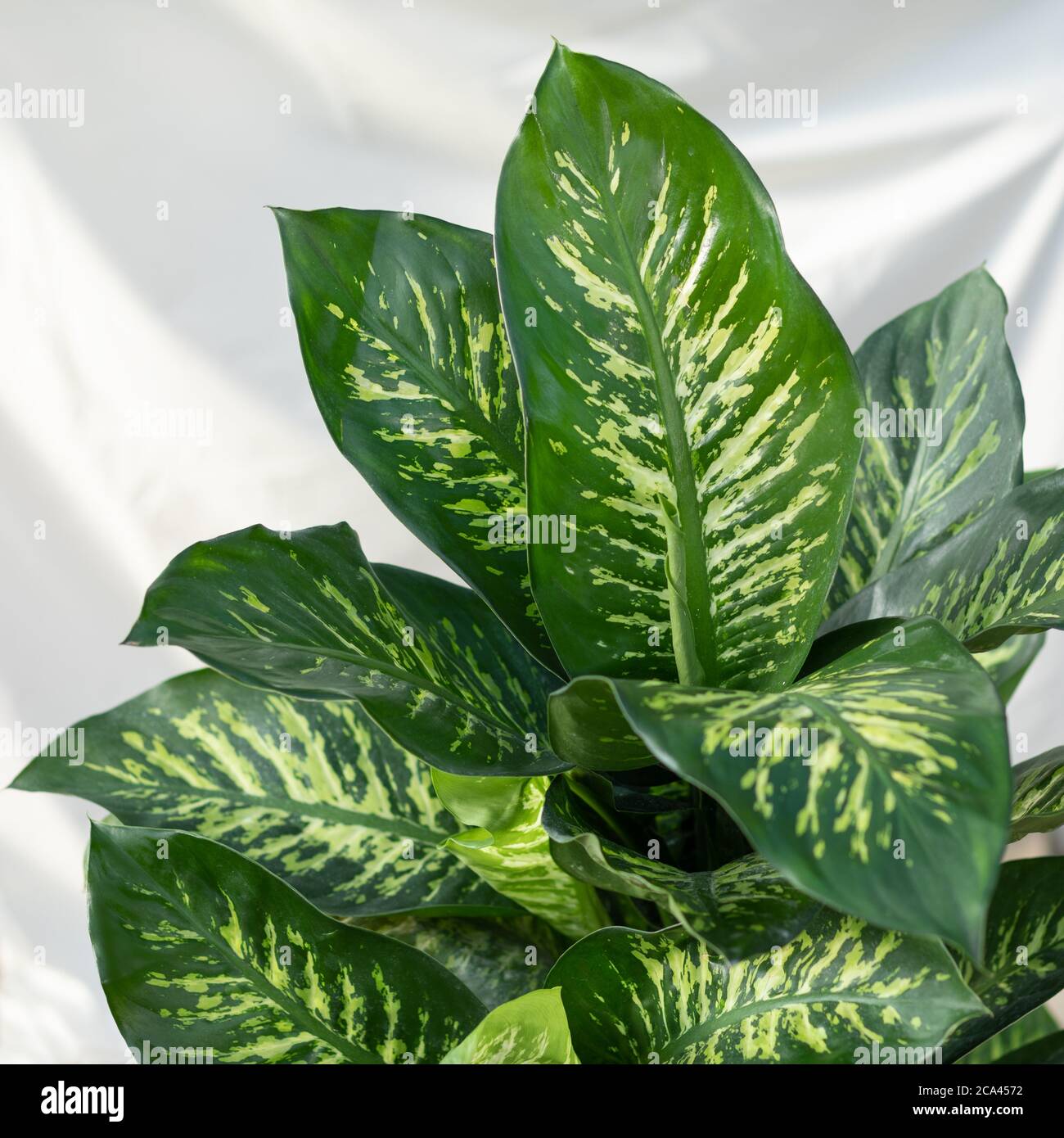 Dieffenbachia Dumb canes plant leaf close view Stock Photo - Alamy