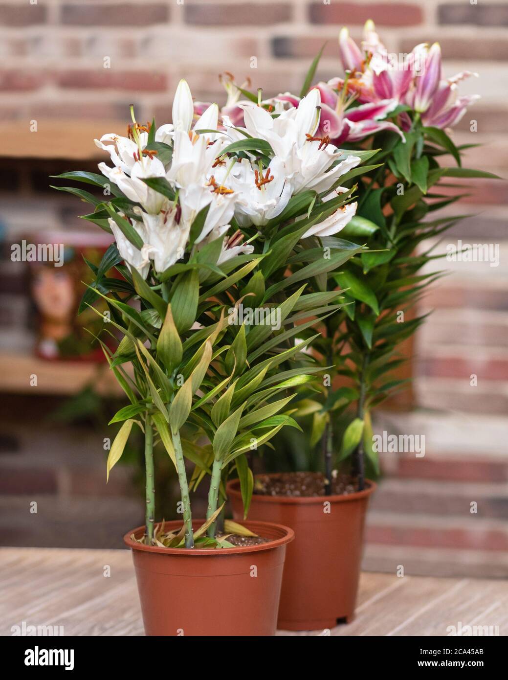 Purple, white Lily Stargazer flower plant Stock Photo - Alamy