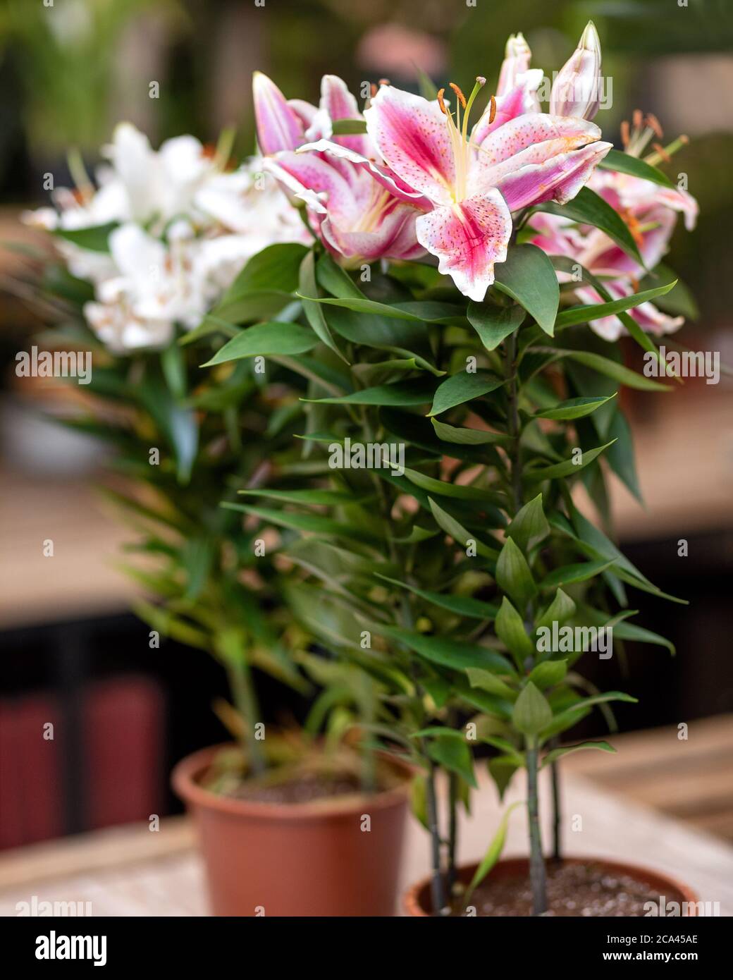 Purple, white Lily Stargazer flower plant Stock Photo - Alamy