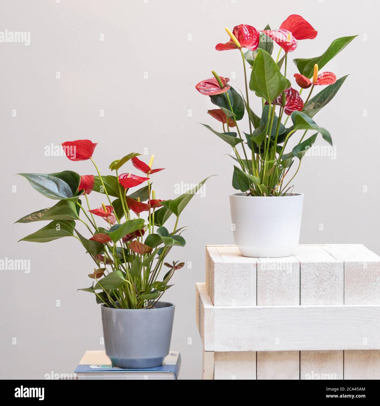 Red Anthurium Laceleaf flower plant in pot Stock Photo - Alamy