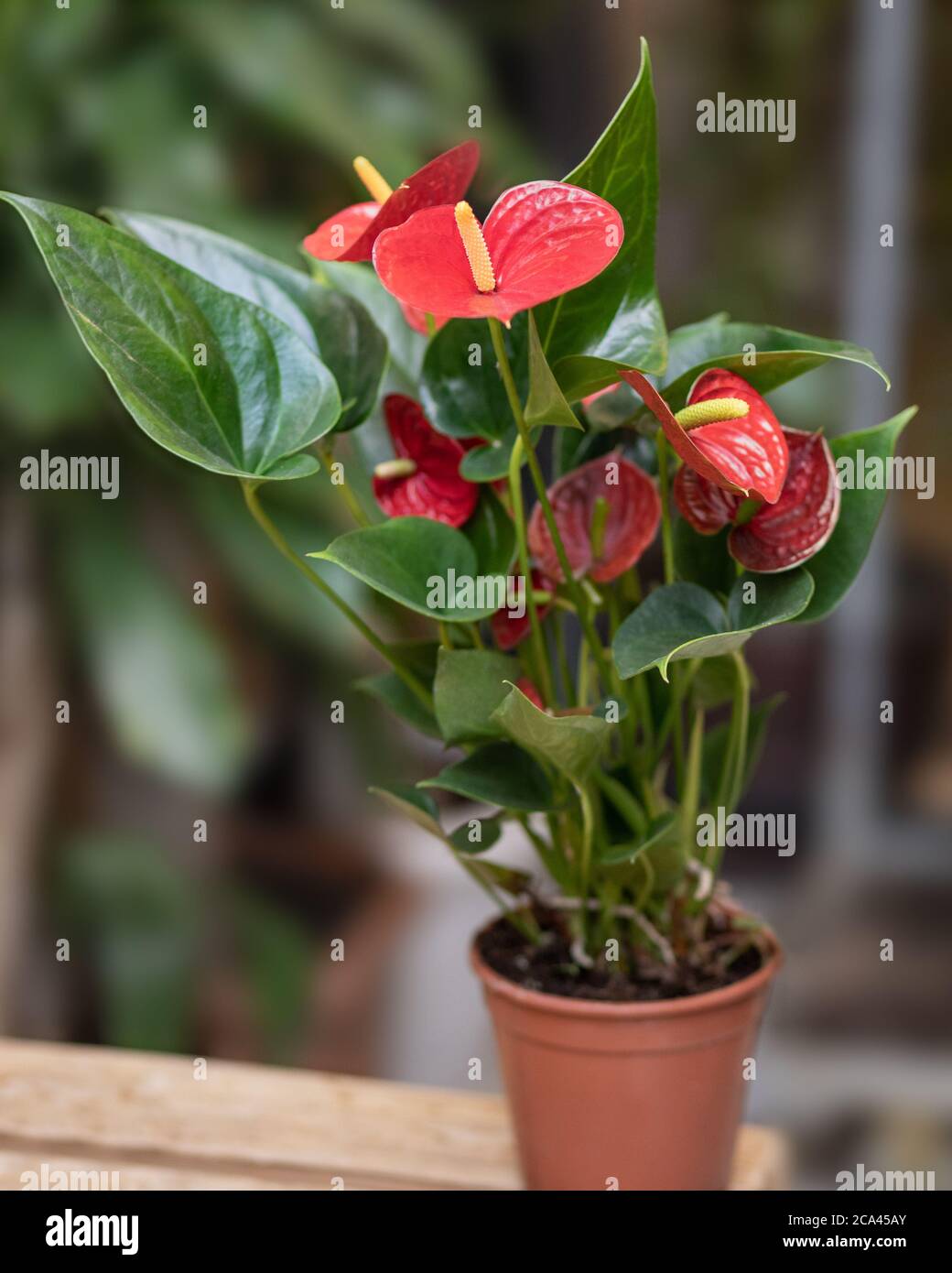 Red Anthurium Laceleaf flower plant in pot Stock Photo - Alamy
